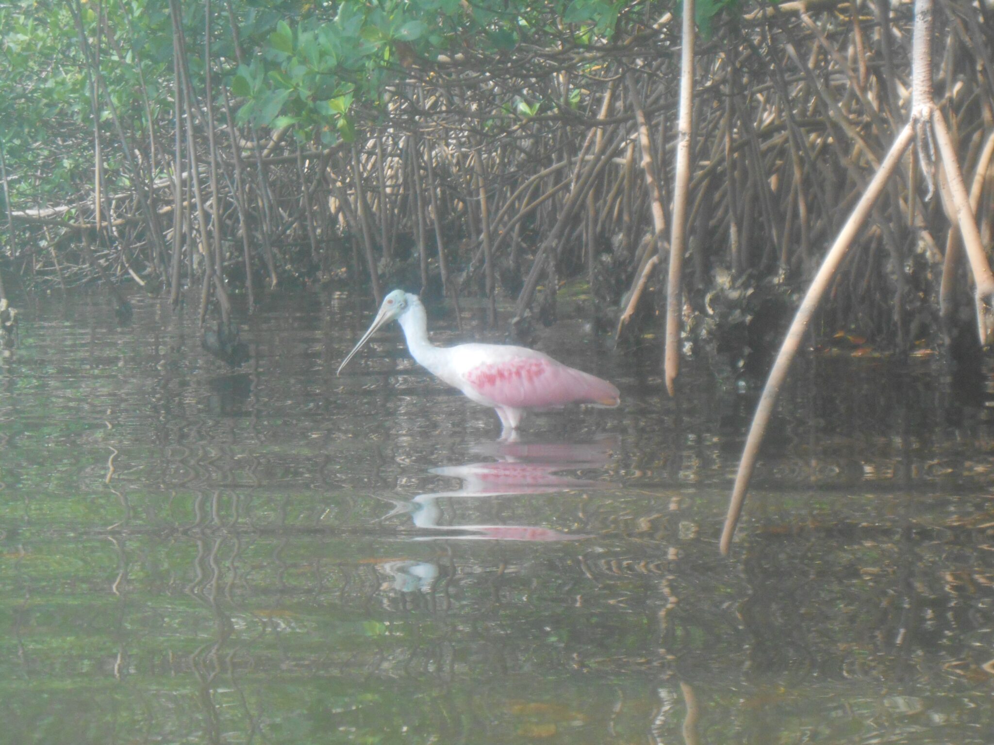 Weedon Island Adventure! – Exploring Florida and More